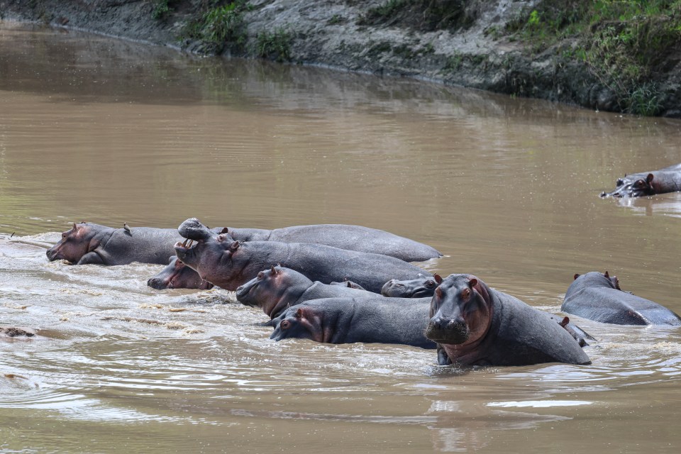 The Final Days at JW Marriott Masai Mara: Magic, Meaning, and a Perfect ...